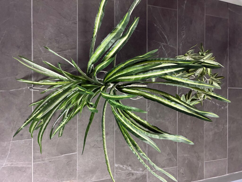 SMALL SPIDER PLANT | Growum Fibreglass Planters
